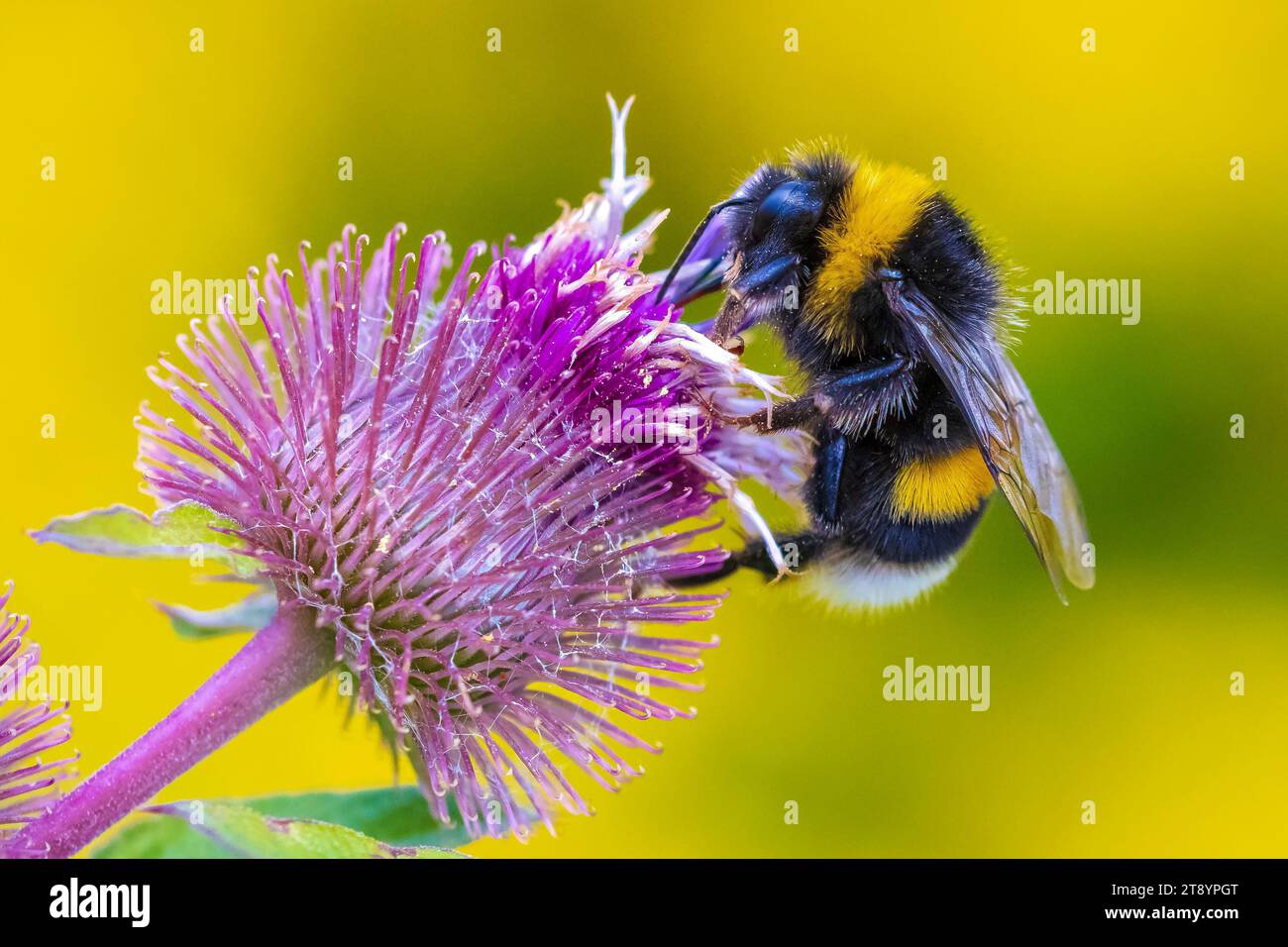 Closeup of a Bombus terrestris, the buff-tailed bumblebee or large ...
