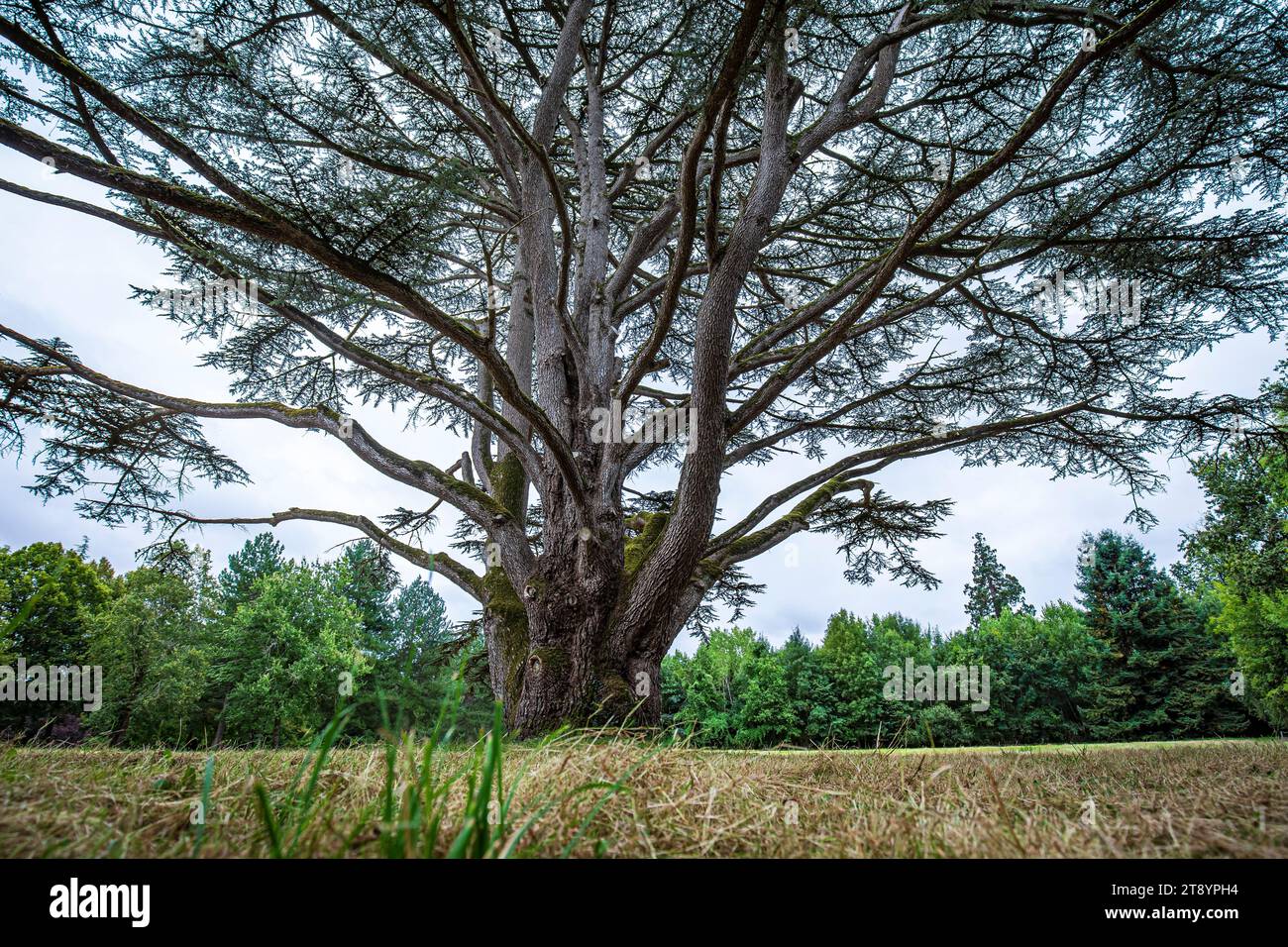Scots pine stem pinus sylvestris hi-res stock photography and images ...