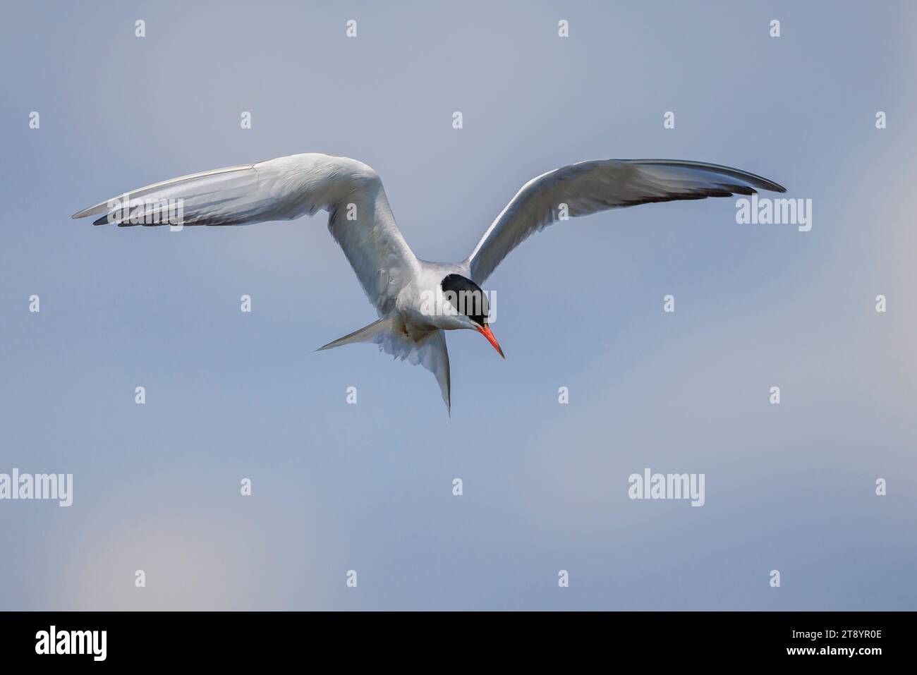 Common Tern, Sterna hirundo, in-flight while hunting for fish Stock ...
