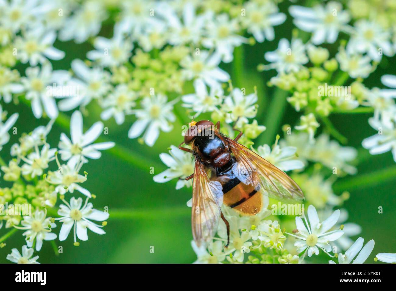 Closeup of a Volucella zonaria, the hornet mimic hoverfly, feeding ...