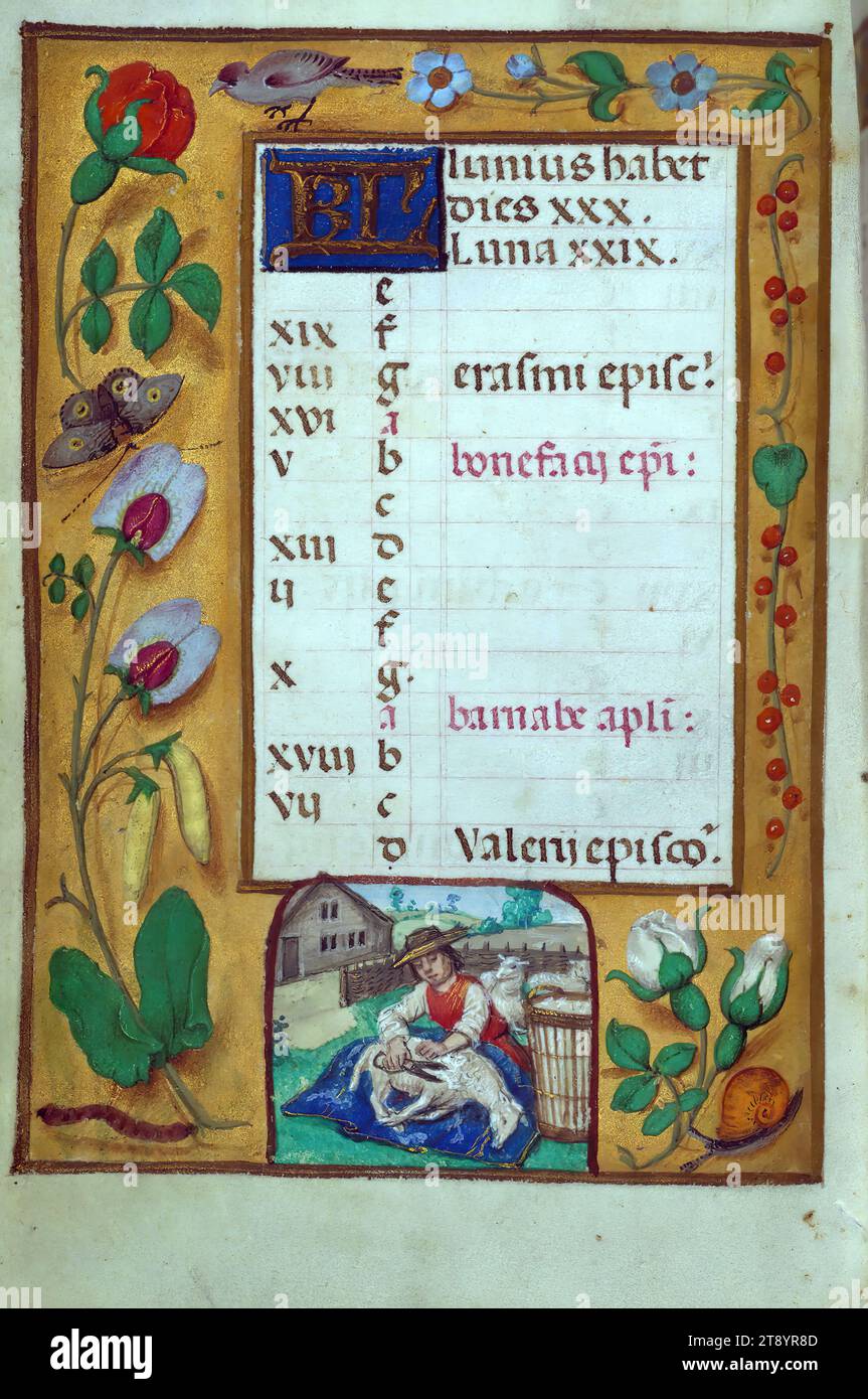 Shearing sheep manuscript hi-res stock photography and images - Alamy