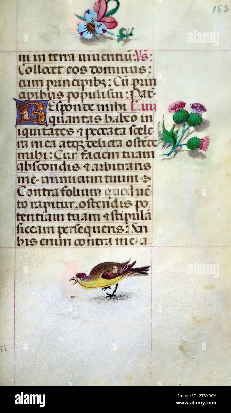 Illuminated manuscript marginalia hi-res stock photography and images ...