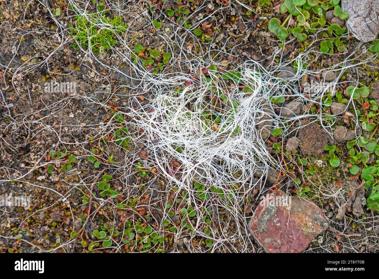 Svalbard Reindeer Hair on Arctic Tundra on Spitsbergen Island Stock ...