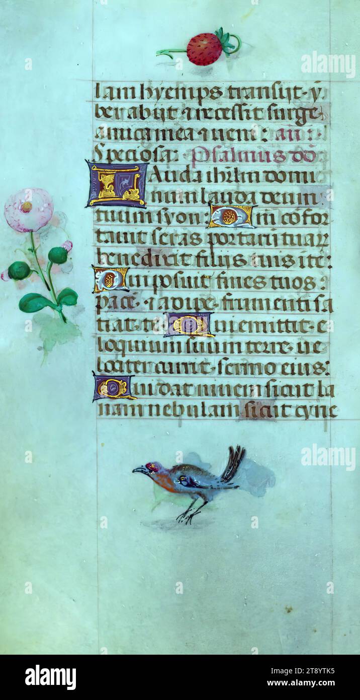 Illuminated manuscript marginalia hi-res stock photography and images ...