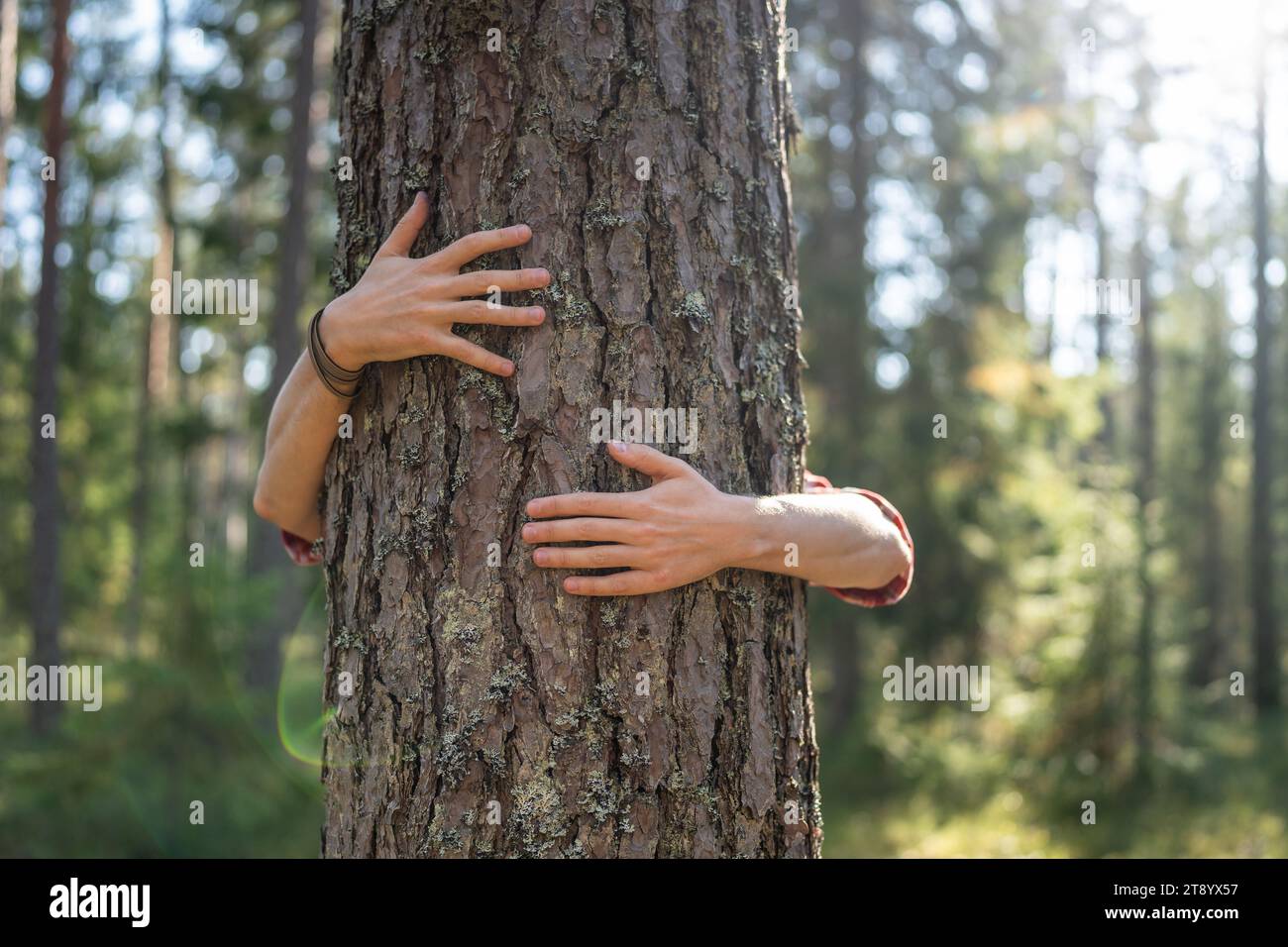 Man hands hugging tree in park. People feel energy of nature, forest through embrace of trees ...