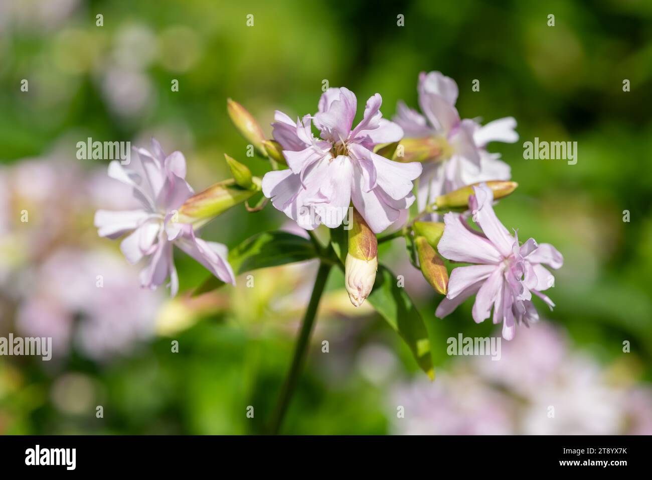 Close up of wild sweet William (saponaria officinalis) flowers in bloom ...