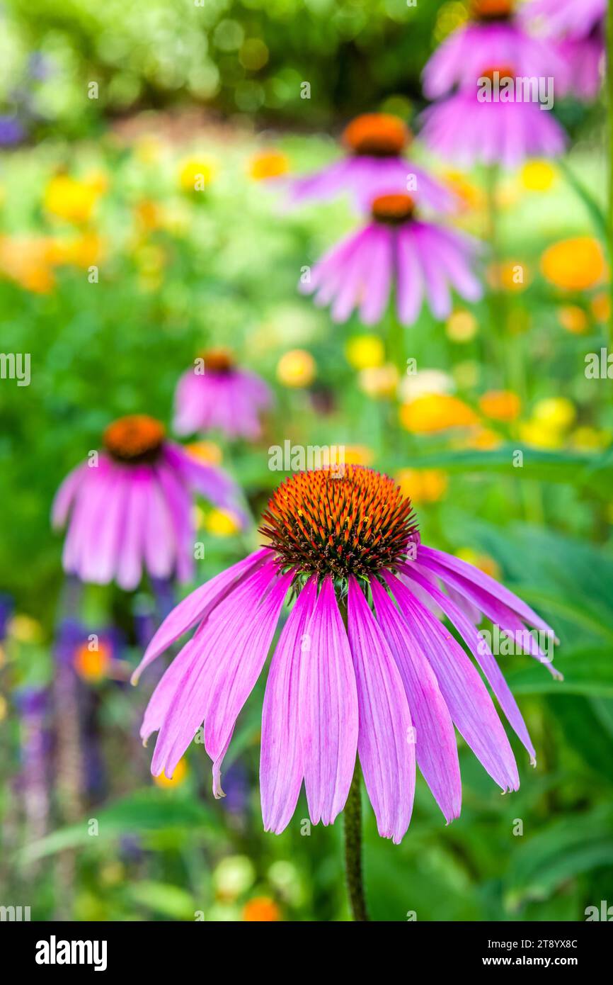 Close up of coneflower flowers or echinacea in the garden hi-res stock ...