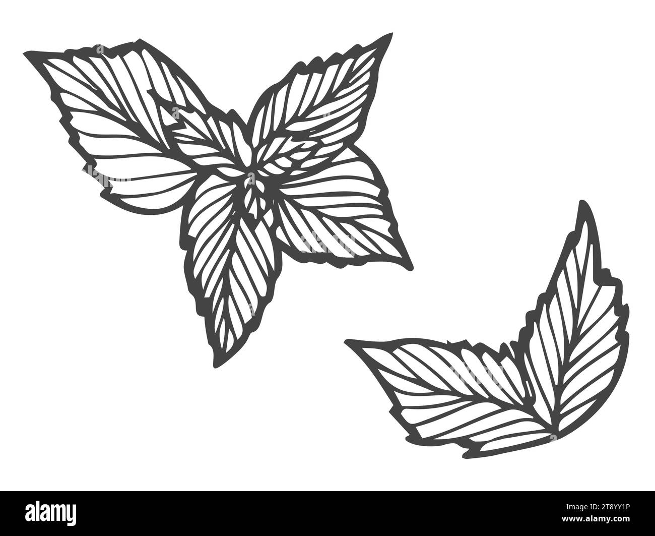 Hand drawn illustrations of mint leaves and branches. Herbal doodle ...
