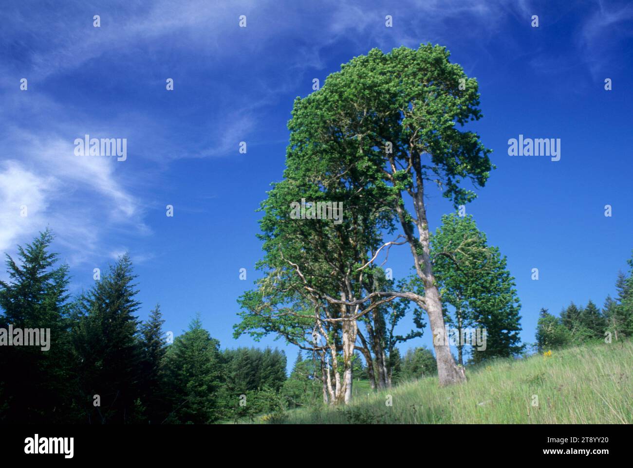 Oak, Fort Hoskins Historical Park, Benton County, Oregon Stock Photo ...