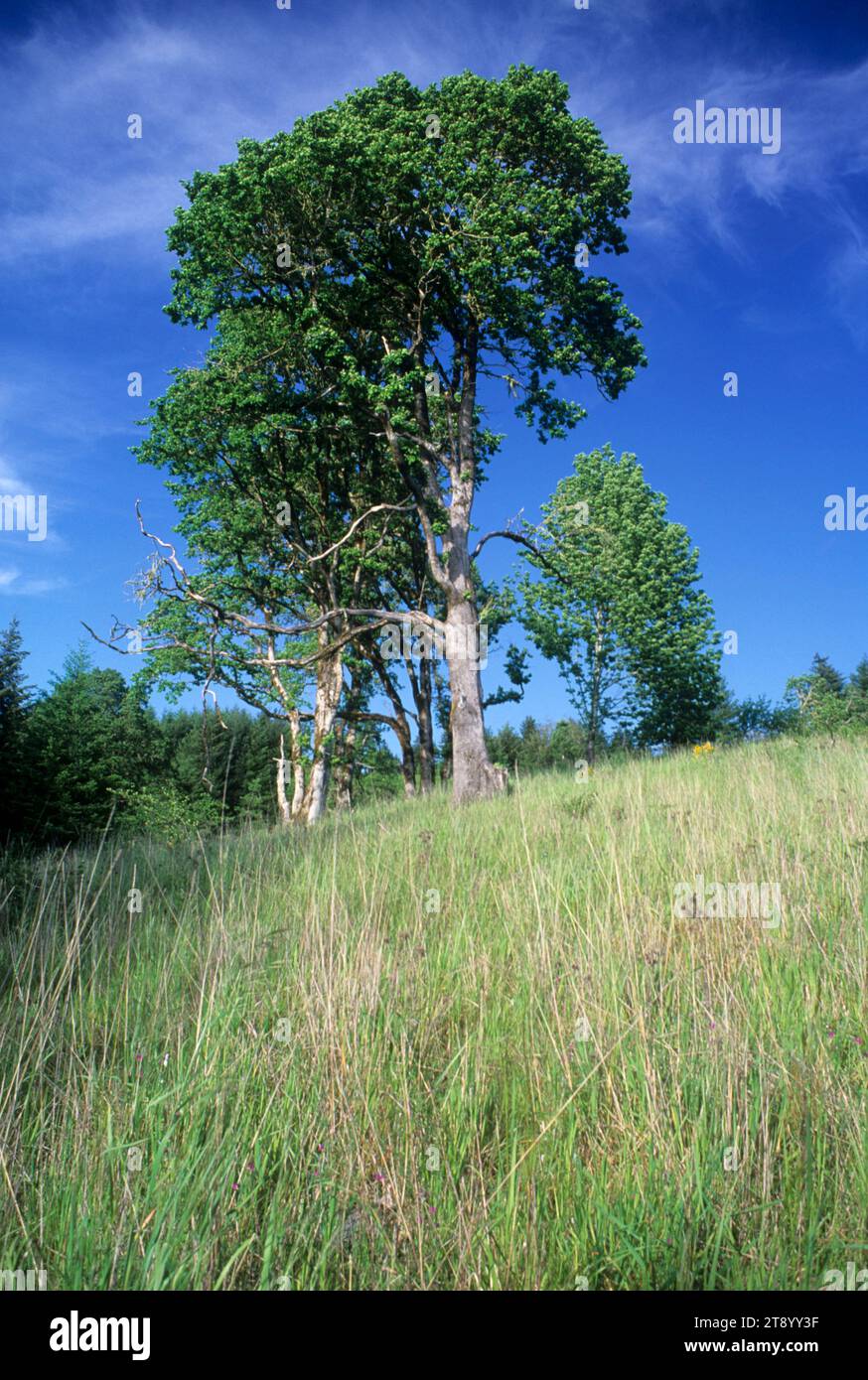 Woodland historical hi-res stock photography and images - Alamy