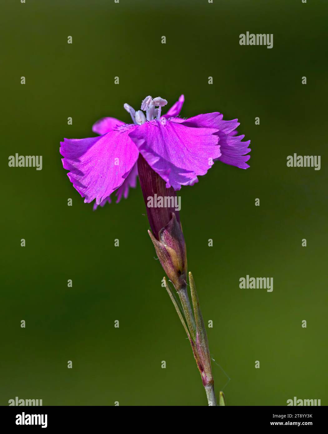 Cheddar pink and somerset hi-res stock photography and images - Alamy