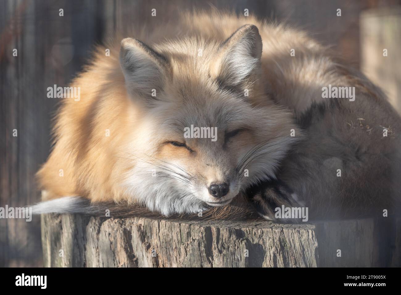 Red fox in forest photo and image hi-res stock photography and images ...