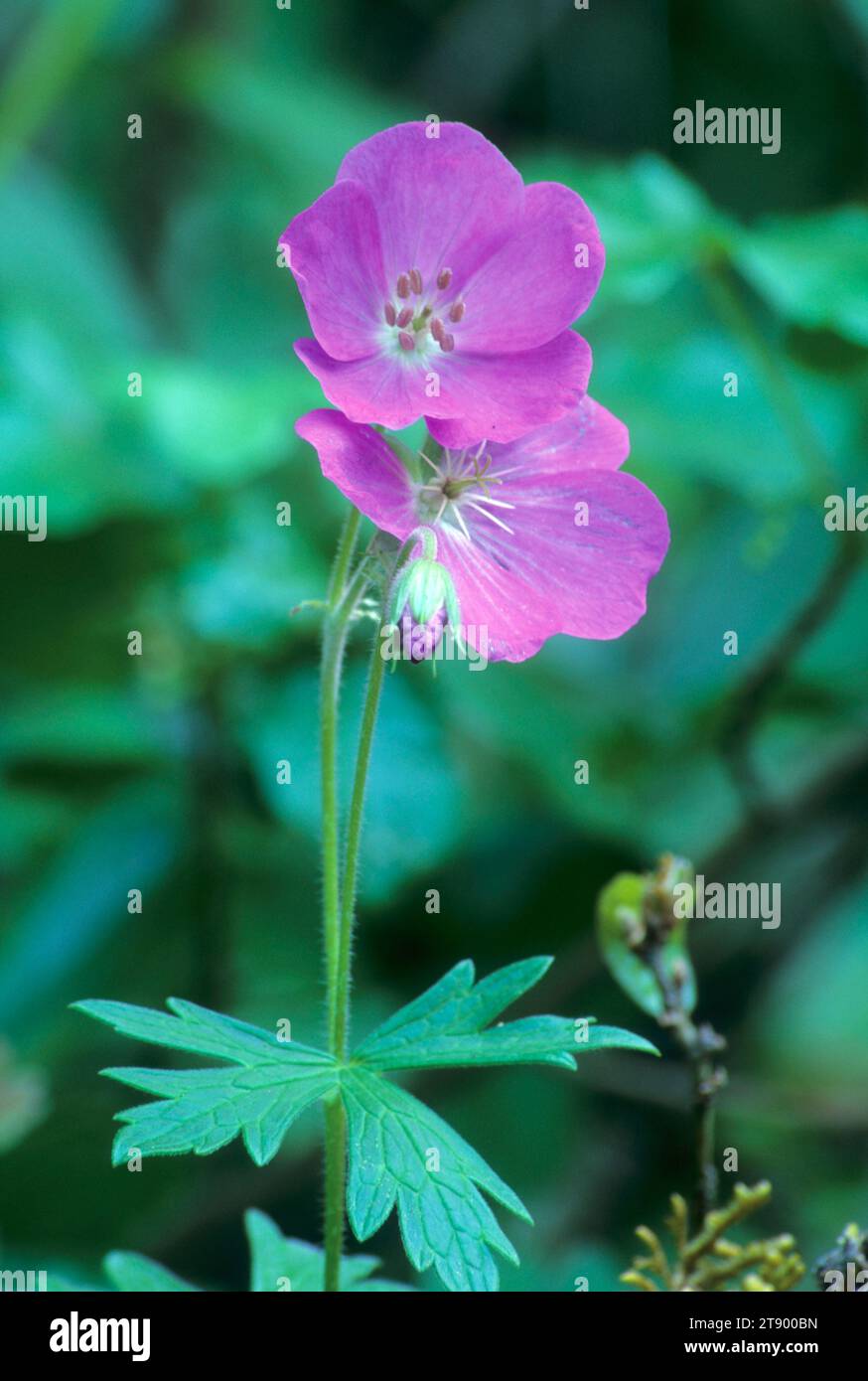 Forest geranium hi-res stock photography and images - Alamy