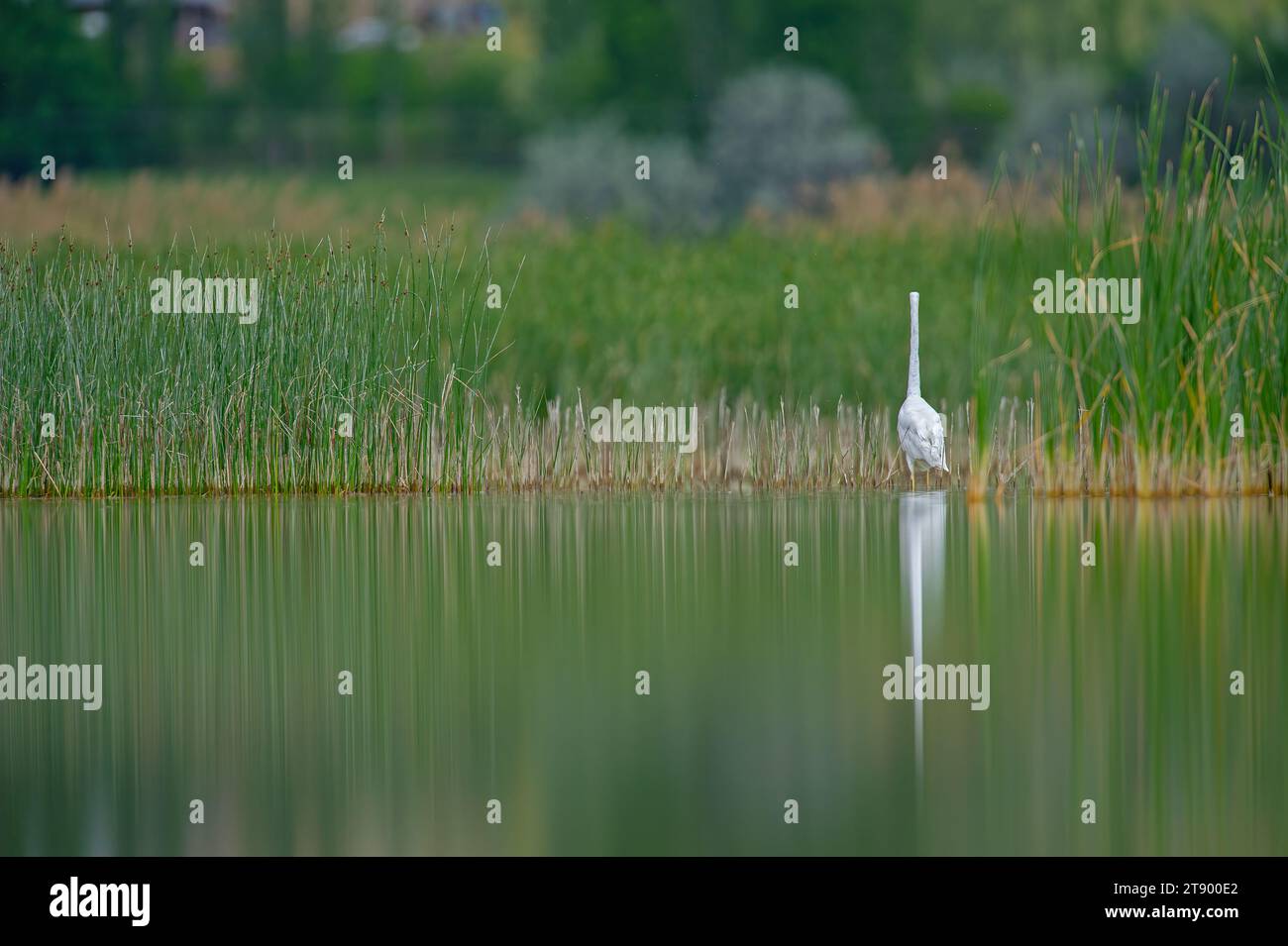Great egret, Ardea alba in a wetland. Green aquatic plants. Reflection ...