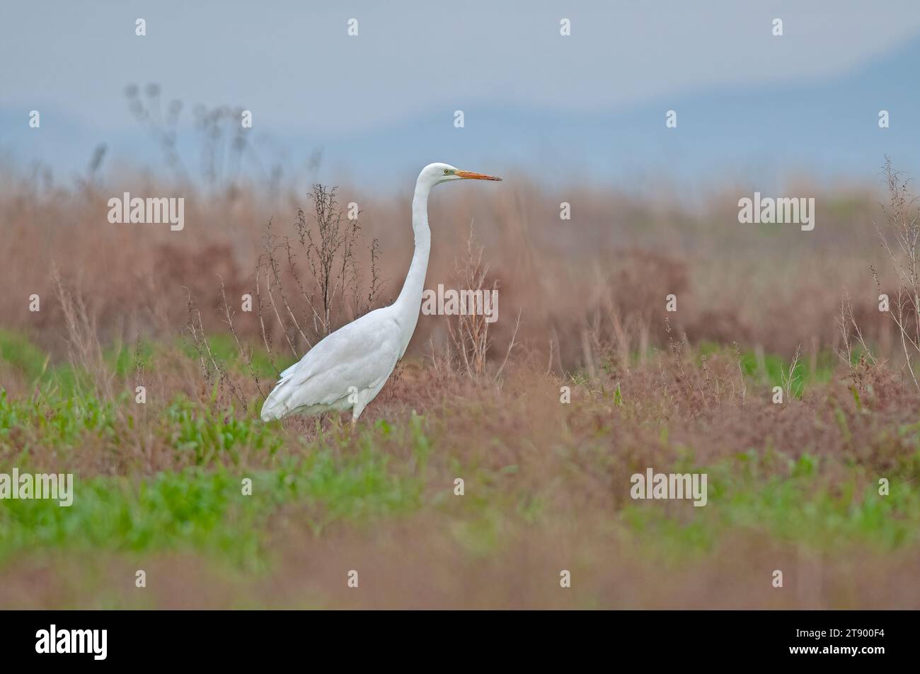 Great egret, Ardea alba. A white bird stands in the grass Stock Photo ...