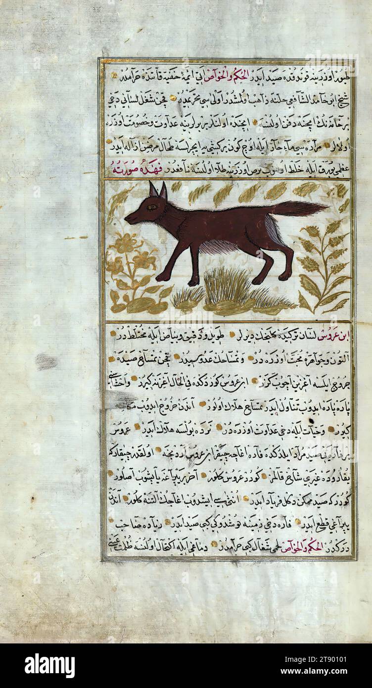 Turkish version of the Wonders of creation, A jackal, This is an ...