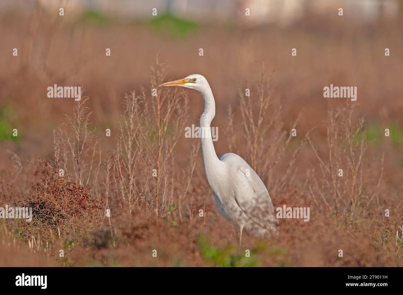 White bird stands hi-res stock photography and images - Alamy