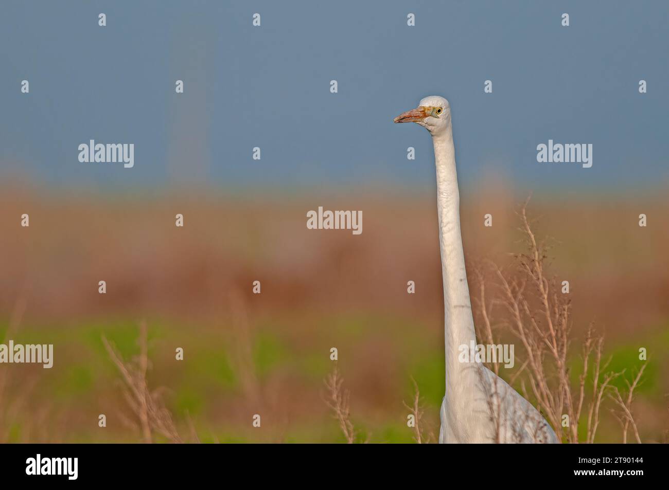Great egret, Ardea alba. A white bird stands in the grass Stock Photo ...