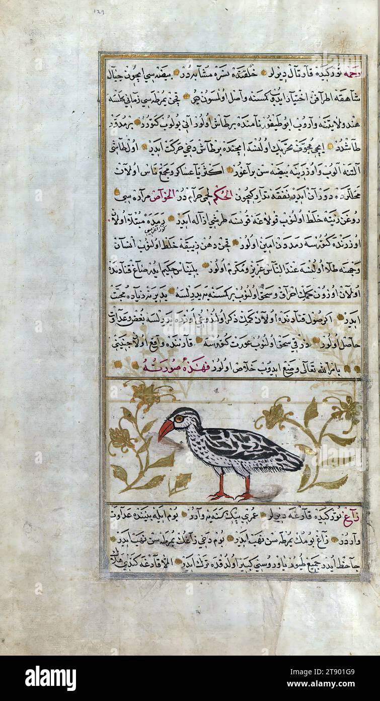 Turkish version of the Wonders of creation, An eagle, This is an ...