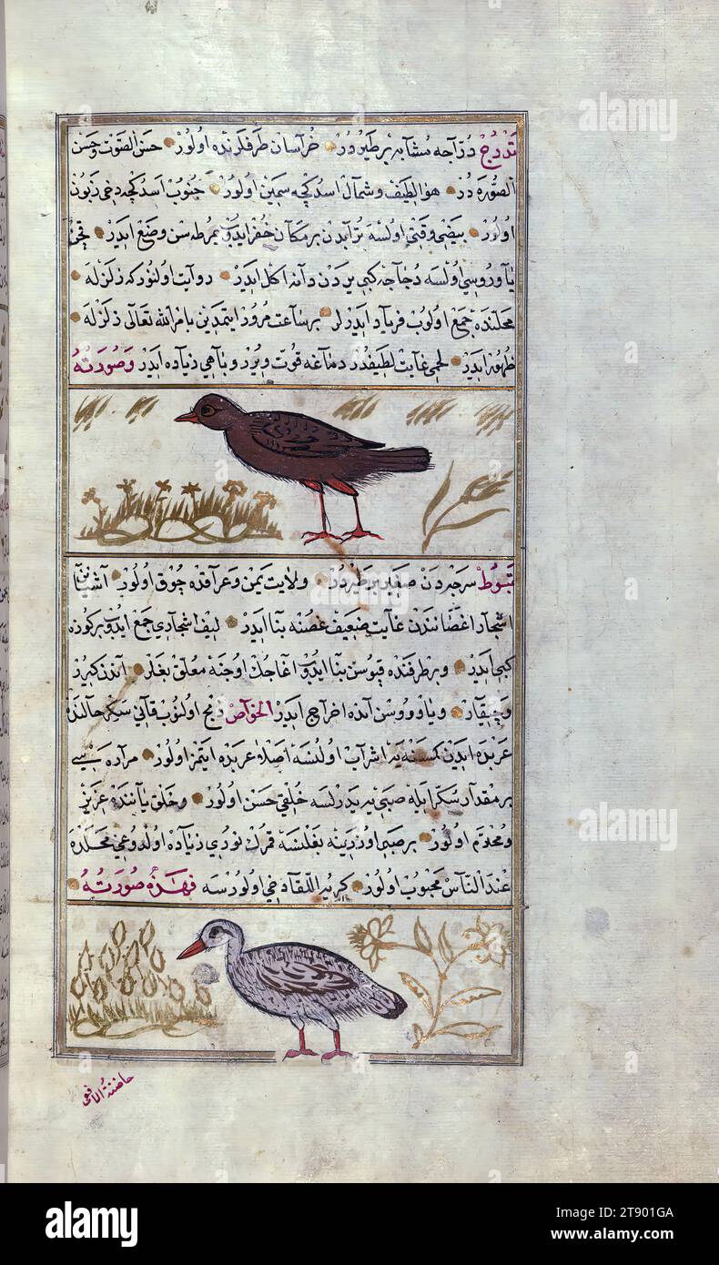 Turkish version of the Wonders of creation, A pheasant and a bird ...