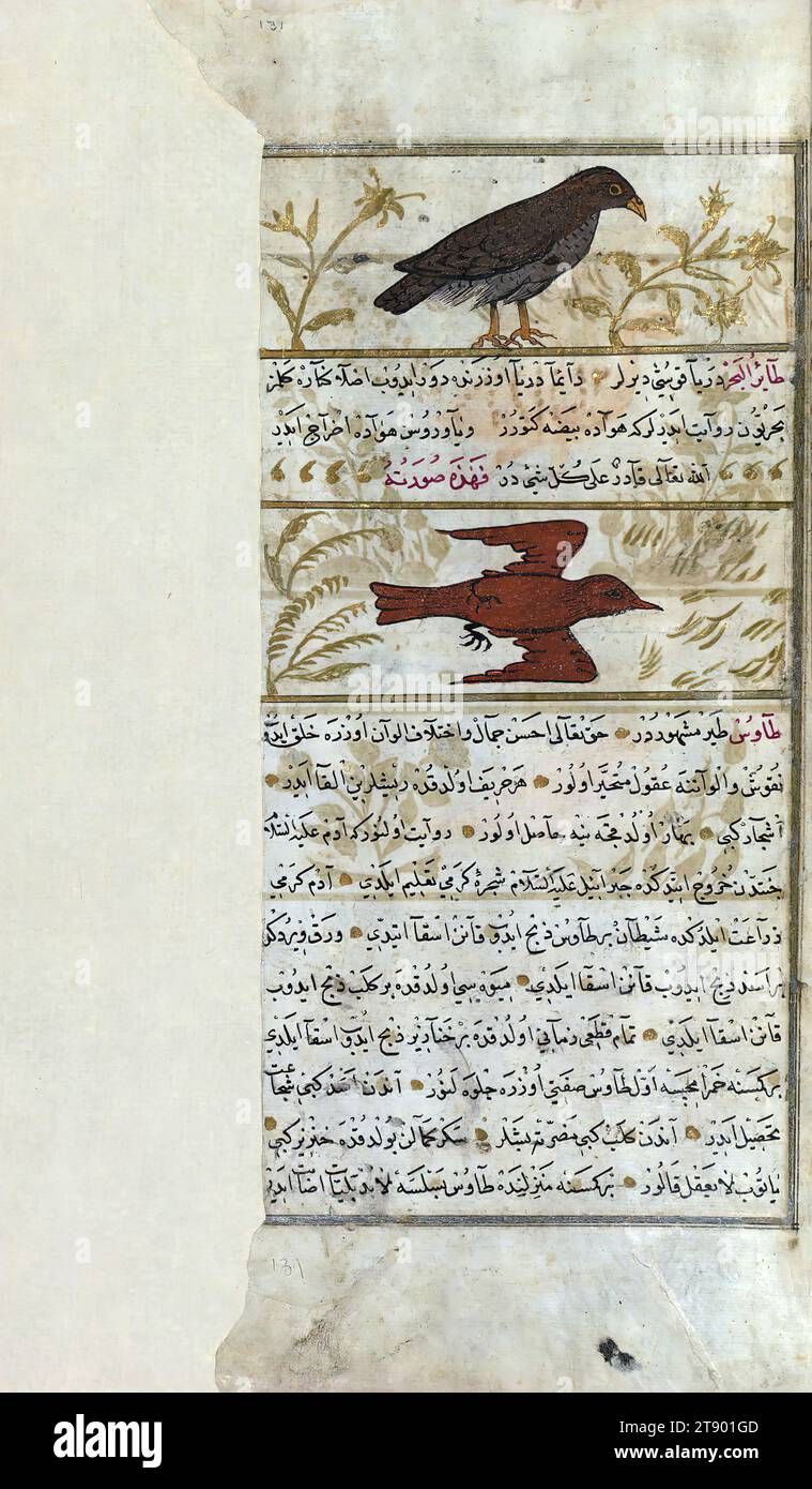 Turkish version of the Wonders of creation, A saker and a sea gull ...