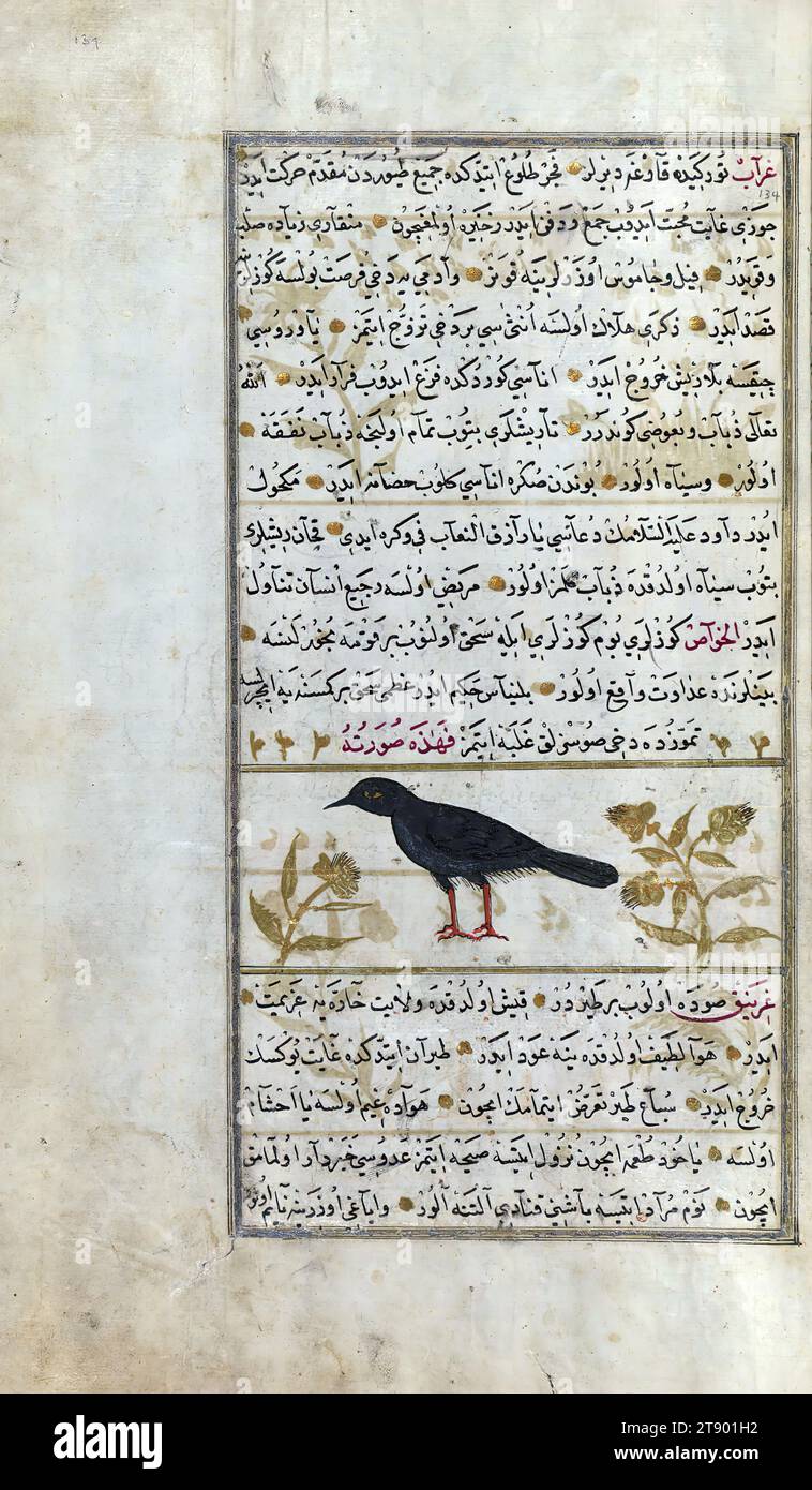 Turkish version of the Wonders of creation, A raven, This is an Ottoman ...