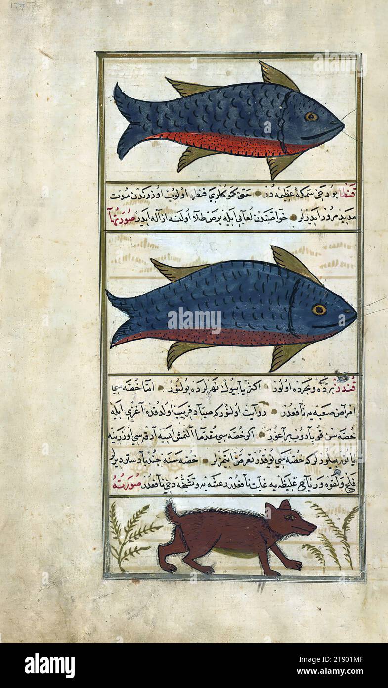 Turkish version of the Wonders of creation, An animal called fāṭūs ...