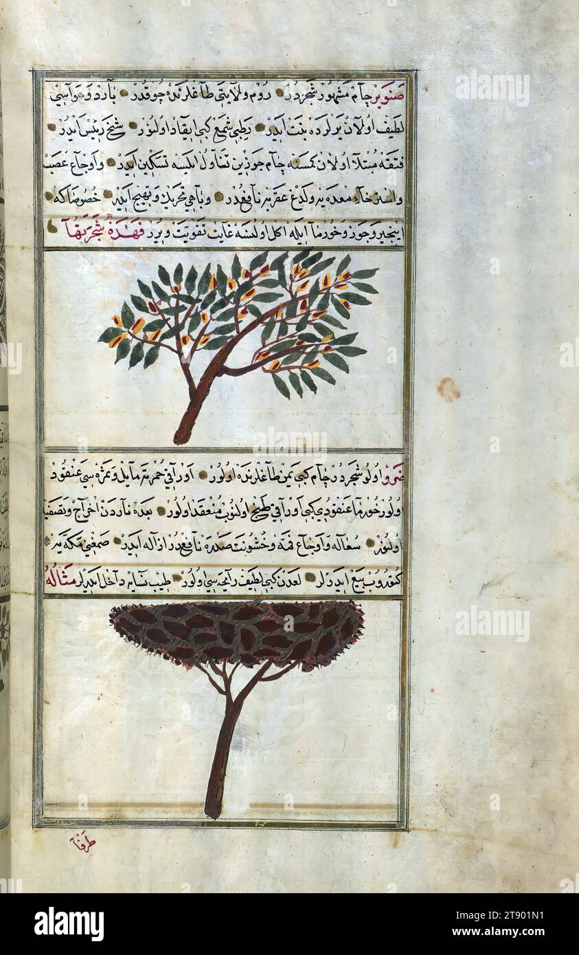 Terebinth tree hi-res stock photography and images - Alamy