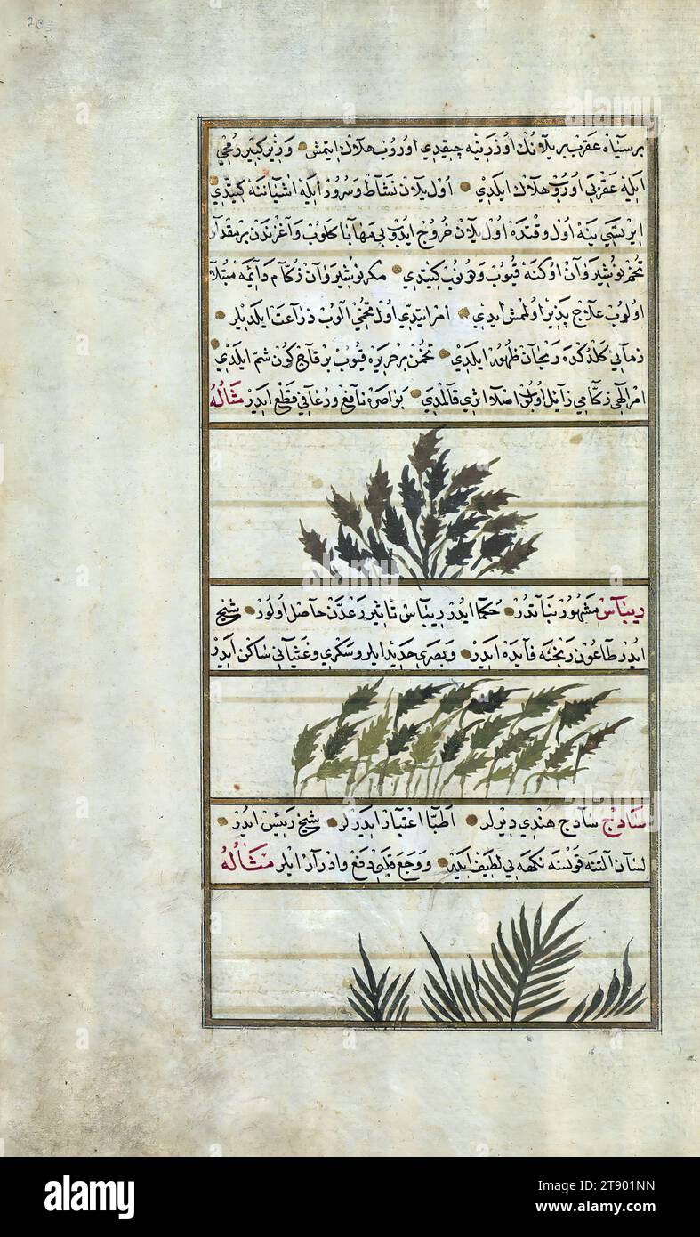 Turkish version of the Wonders of creation, Sweet basil, rhubarb, and ...