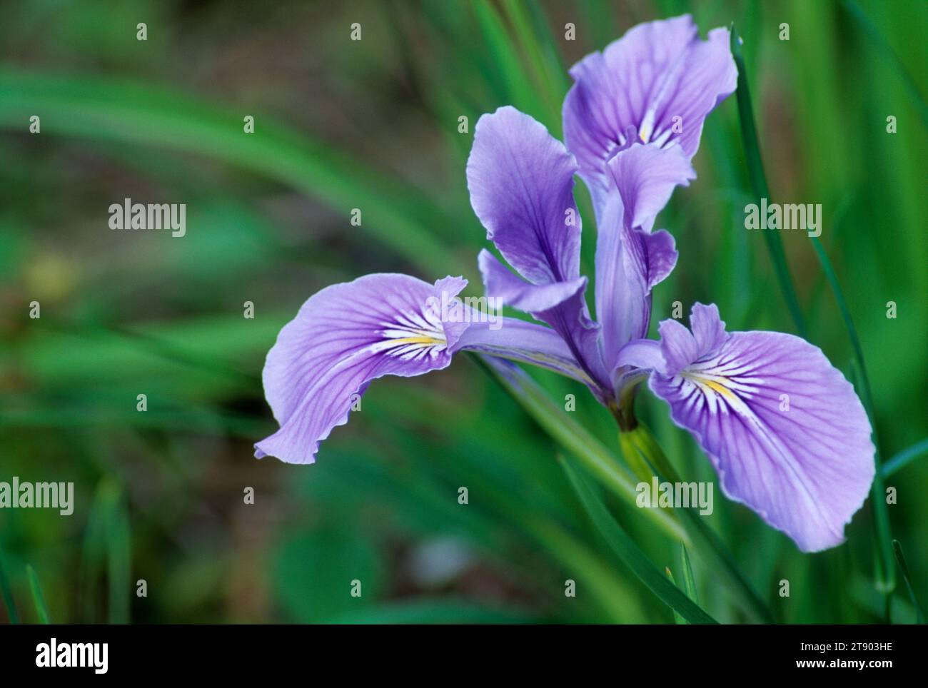 Oregon iris (Iris tenax), Quartzville National Back Country Byway ...