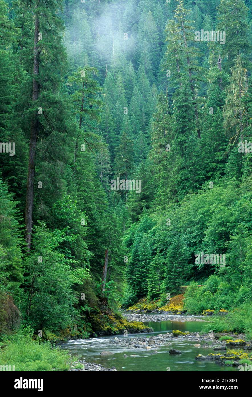 Quartzville Creek Wild & Scenic River, Quartzville National Back ...