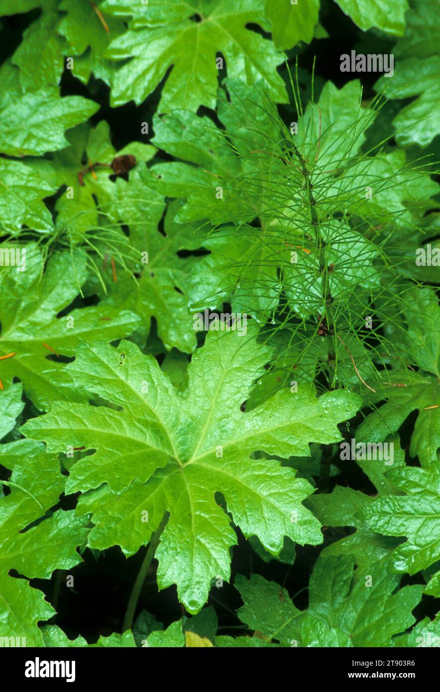 Waterleaf & horsetail reed, Quartzville Creek Wild & Scenic River ...