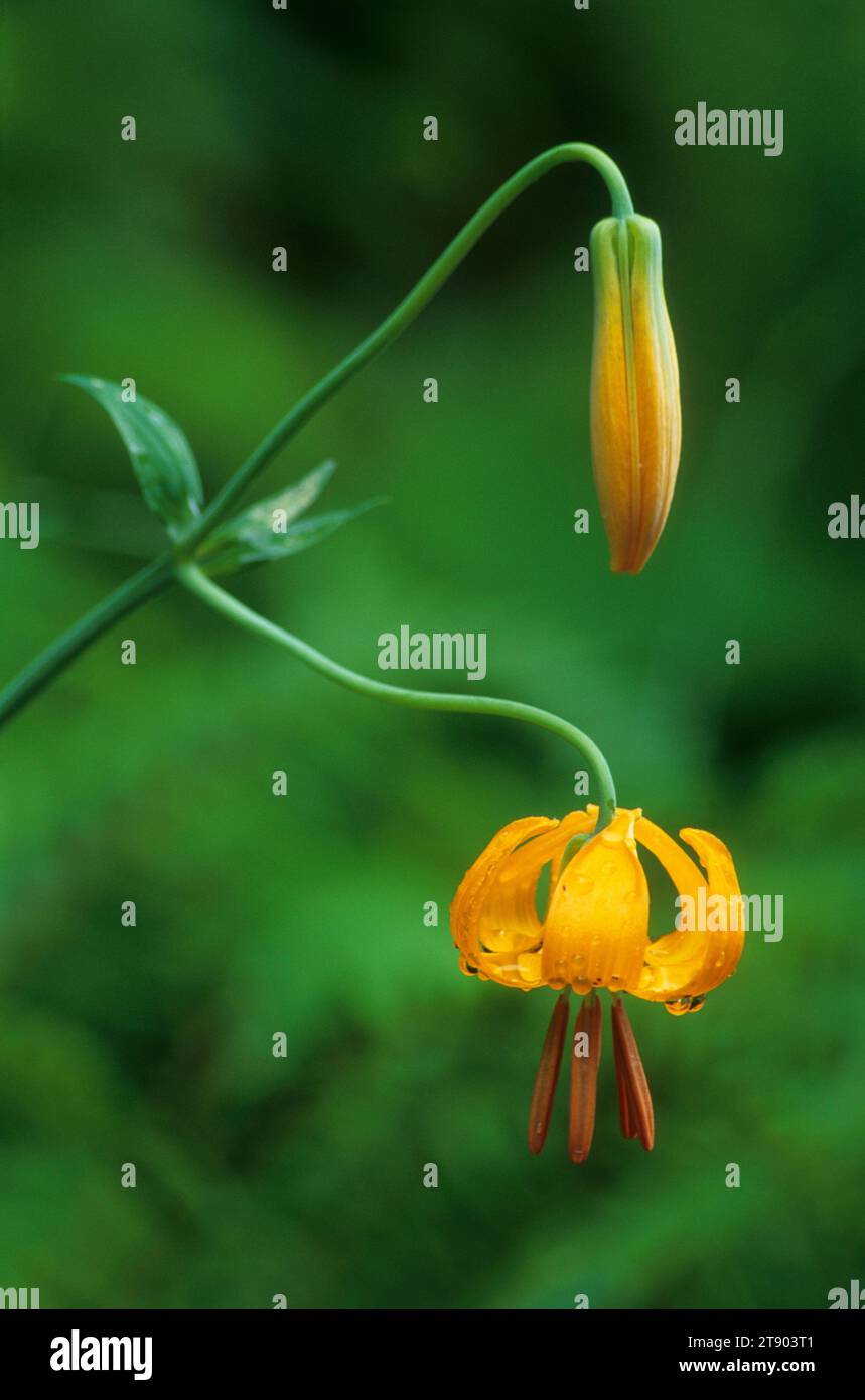Columbia lily (Lilium columbianum), Quartzville National Back Country ...