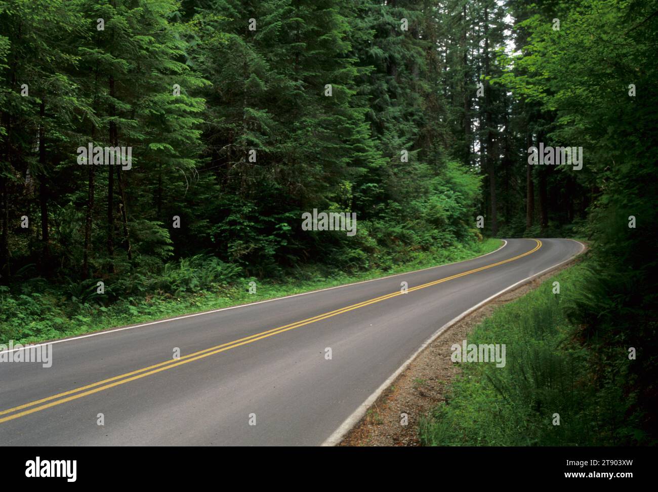Aufderheide national scenic byway hi-res stock photography and images ...