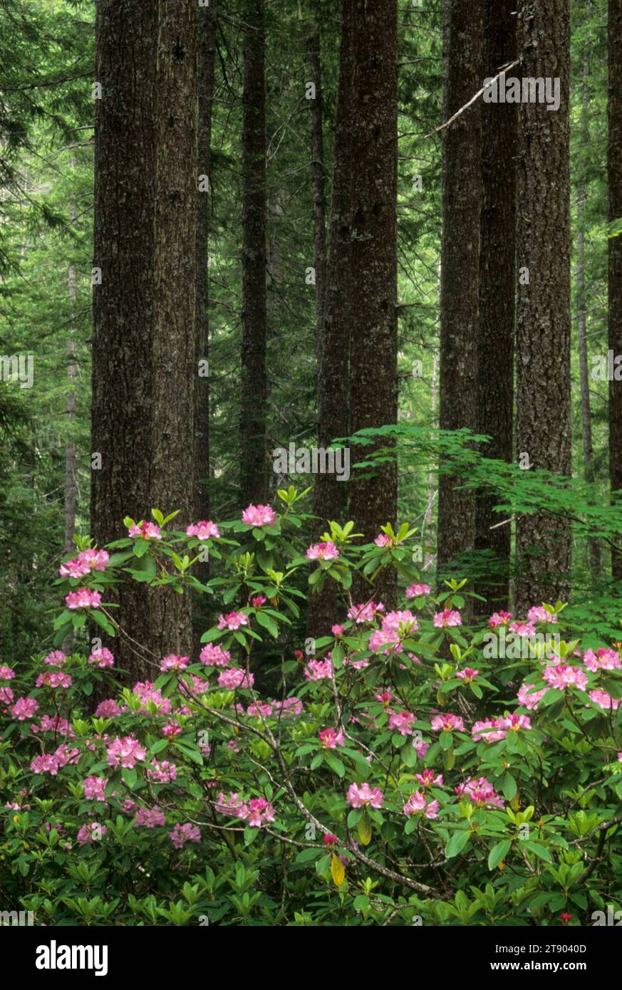 Ancient forest with Pacific rhododendron (Rhododendron macrophyllum ...