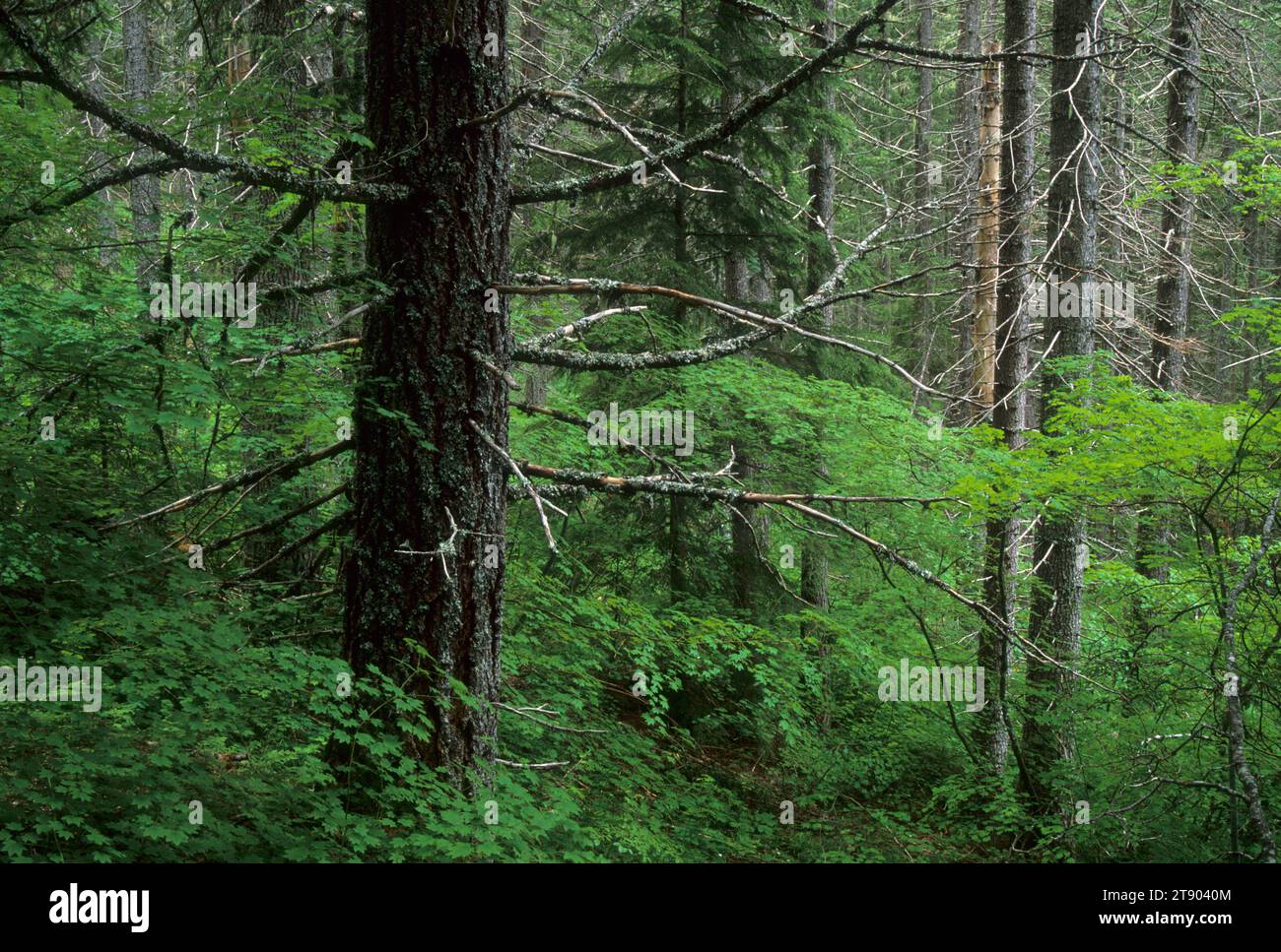 Ancient forest along Erma Bell Trail, Three Sisters Wilderness ...