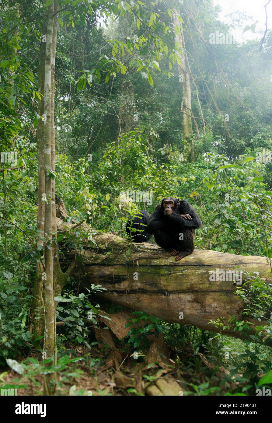 Common or Robust Chimpanzee - Pan troglodytes also chimp, great ape ...