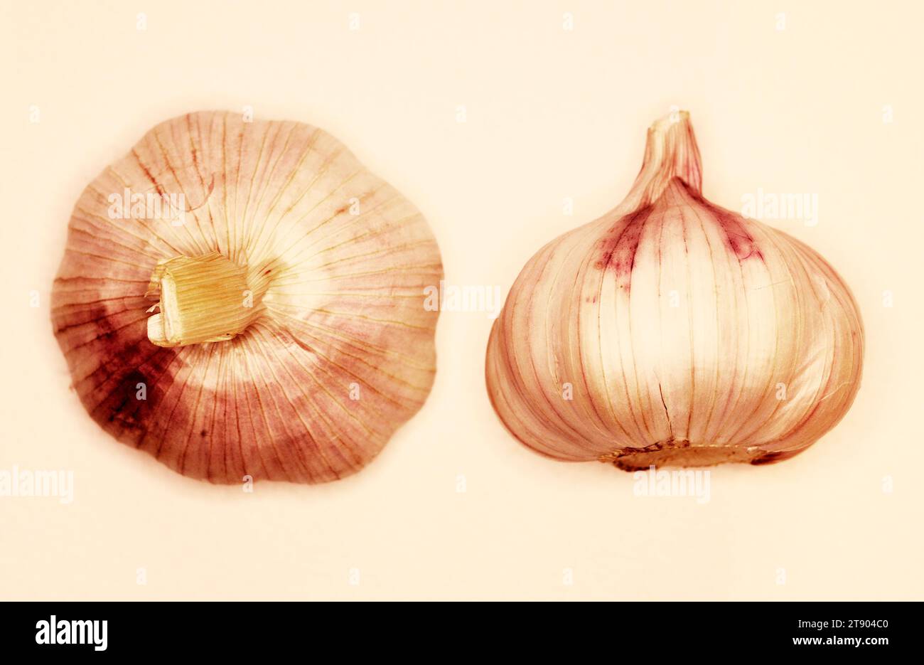 Allium sativum 'Garlic' Stock Photo - Alamy