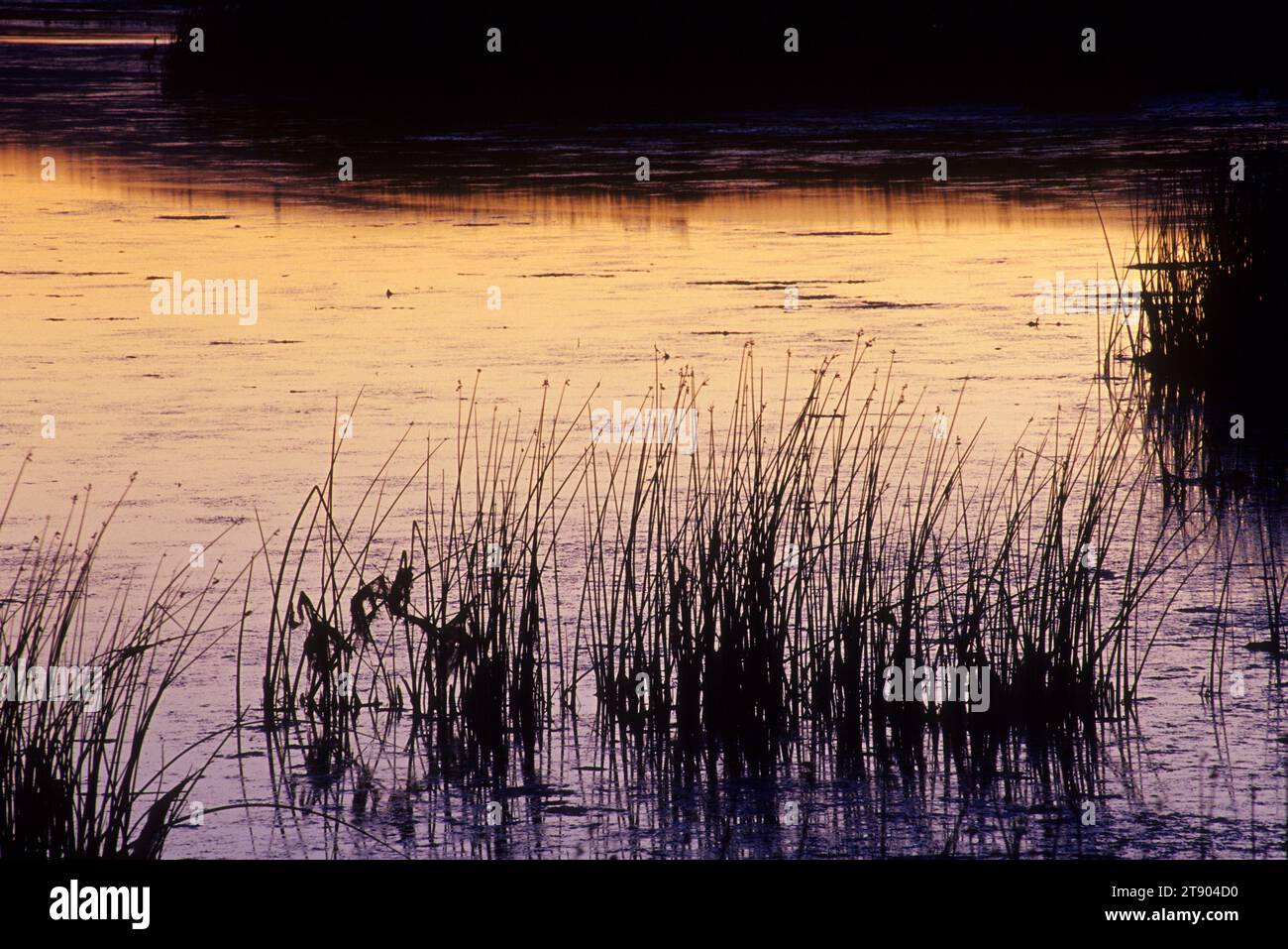 Bulrush marsh dawn, Klamath Wildlife Area, Volcanic Legacy National ...