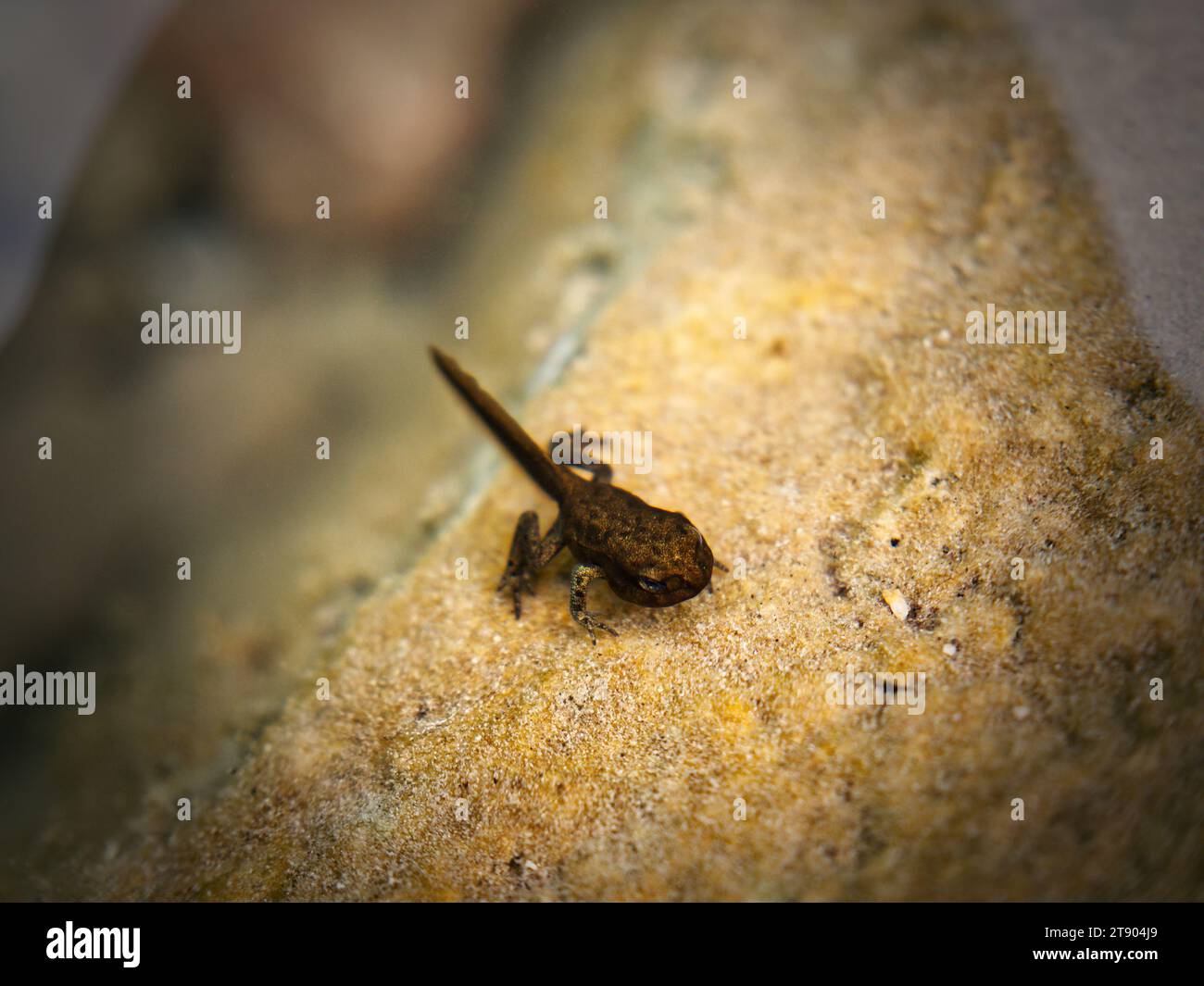 Tadpole transforming to frog close up in clean lake waters Stock Photo ...