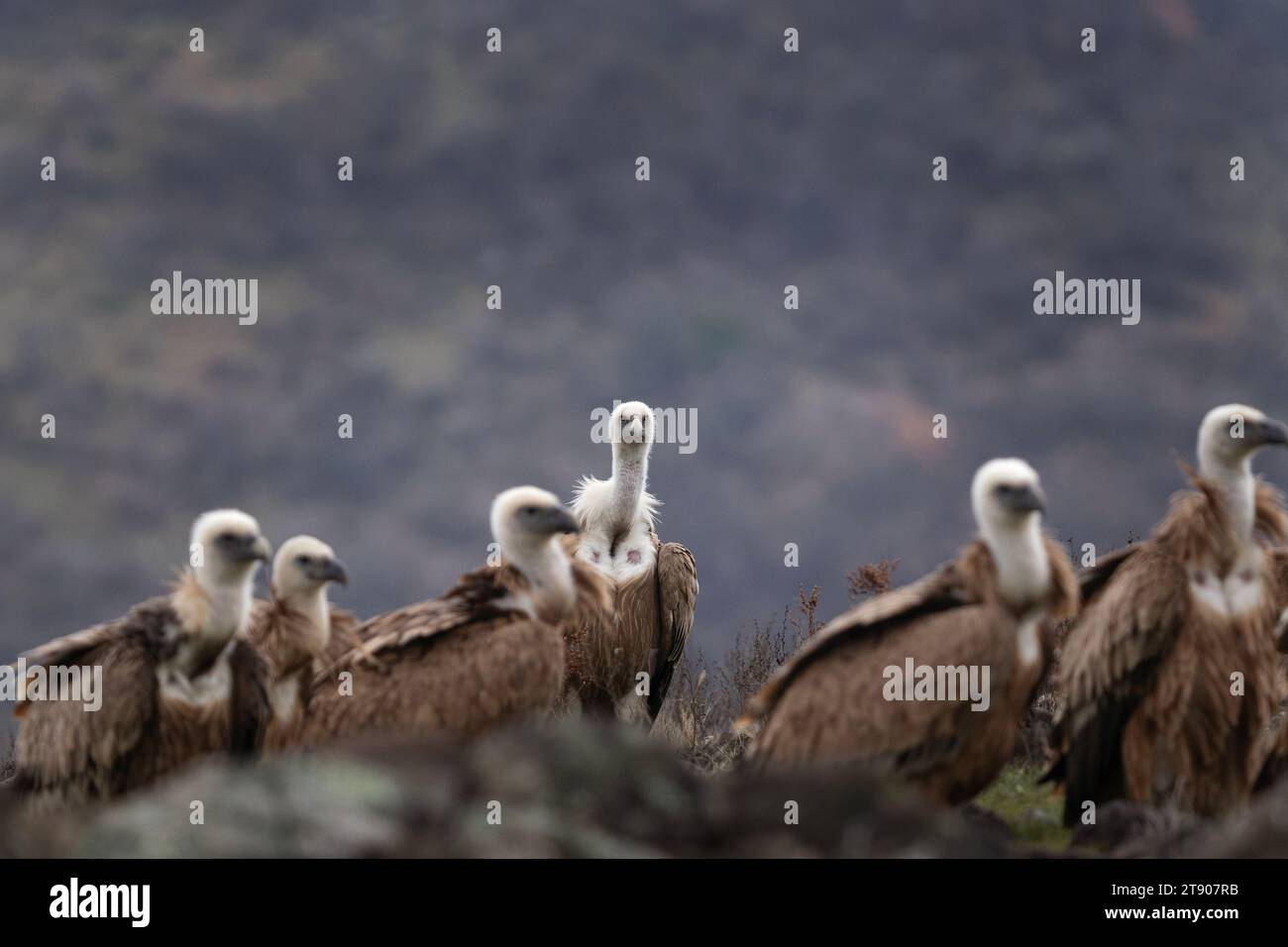 Eurasian griffon vulture in Rhodope mountains. Vultures in Bulgaria ...