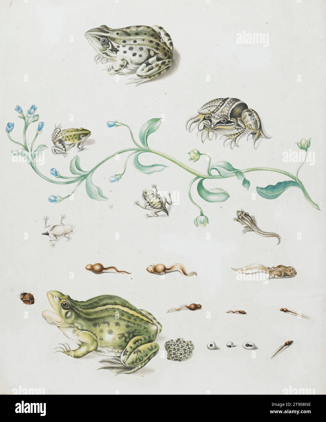 Merians interest hi-res stock photography and images - Alamy