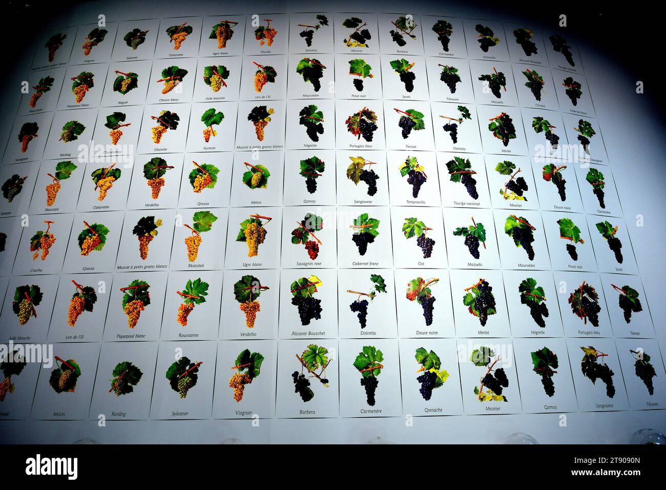 Chart of grape varieties at La Cite du Vin in Bordeaux France Stock ...