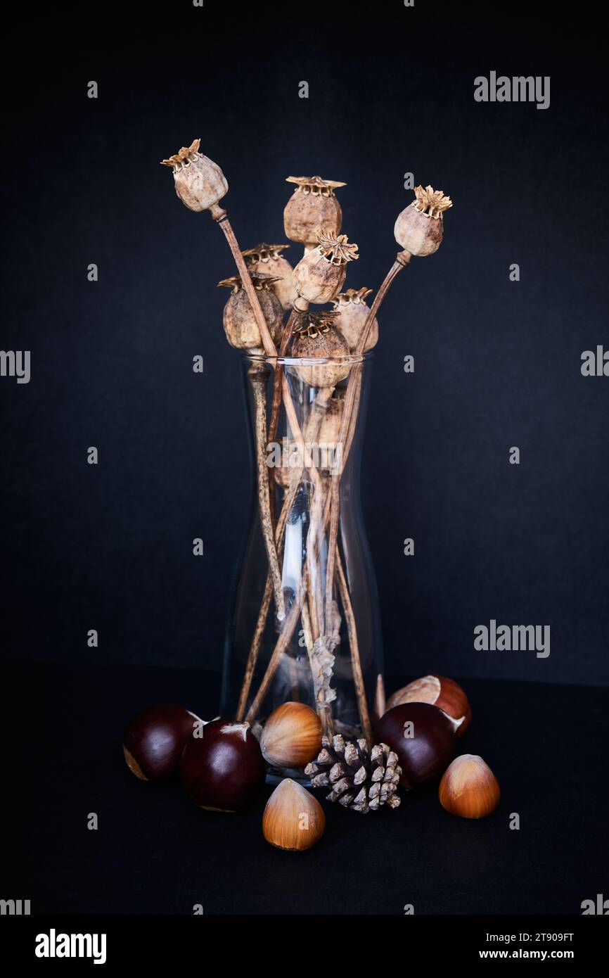 Dried poppy flower bulbs in soliflore with hazelnuts and chestnuts ...