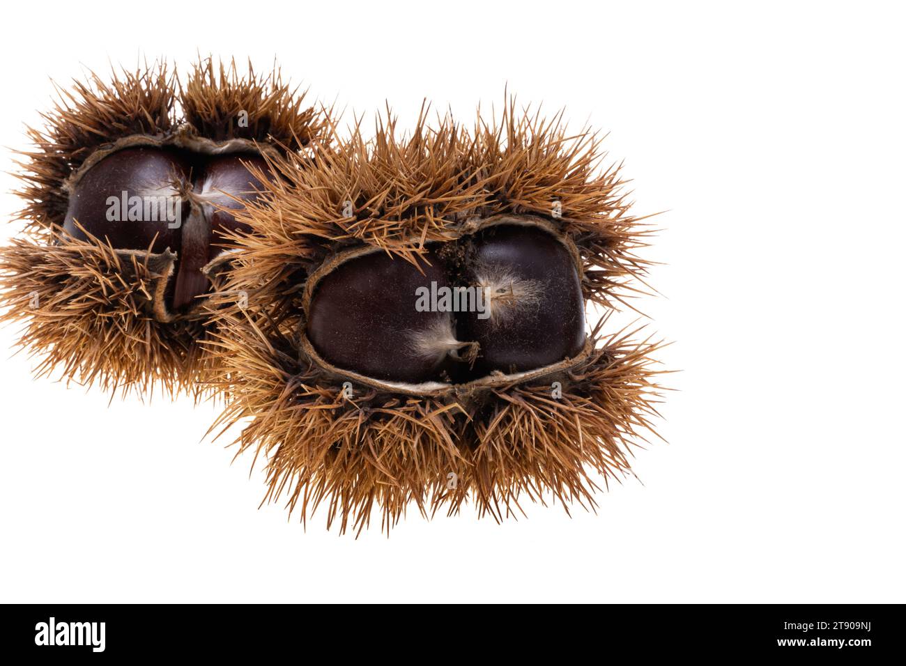 edible chestnuts isolated on white background Stock Photo - Alamy