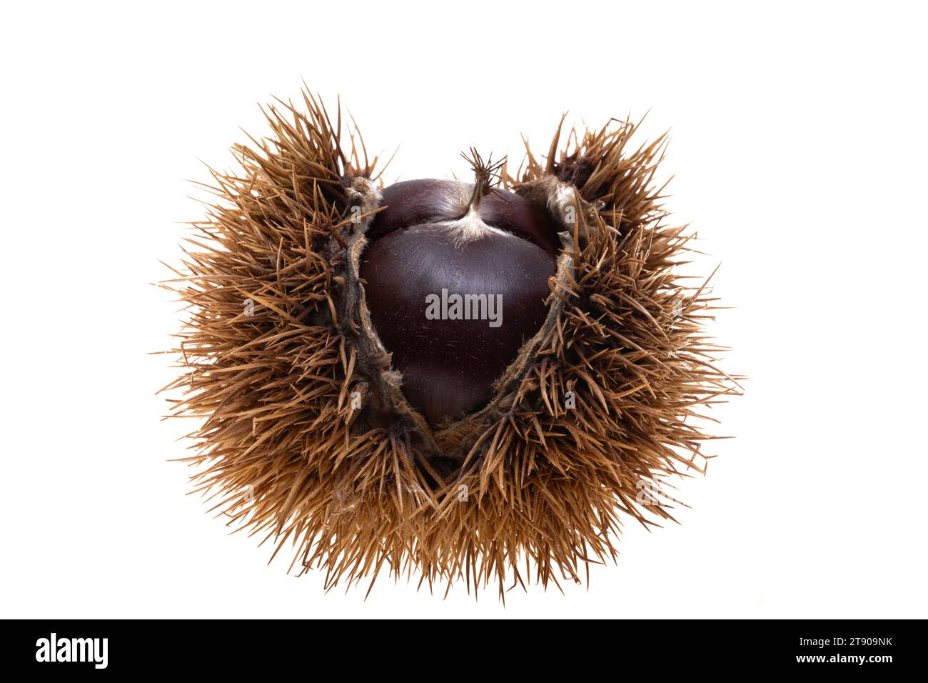 edible chestnuts isolated on white background Stock Photo - Alamy