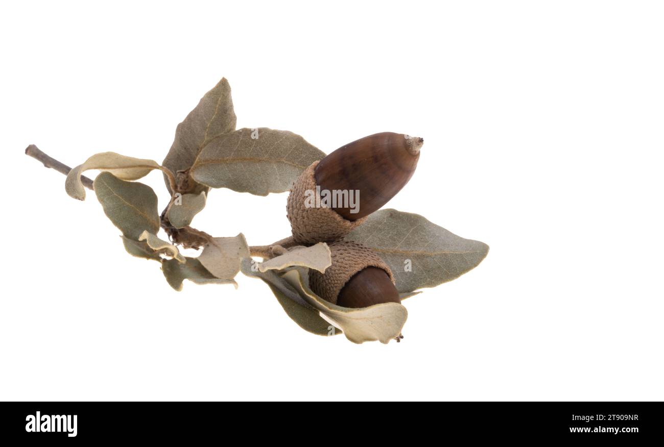 dry acorn isolated on white background Stock Photo - Alamy