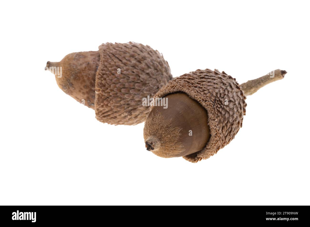 dry acorn isolated on white background Stock Photo - Alamy