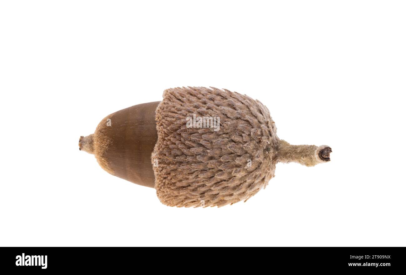 dry acorn isolated on white background Stock Photo - Alamy