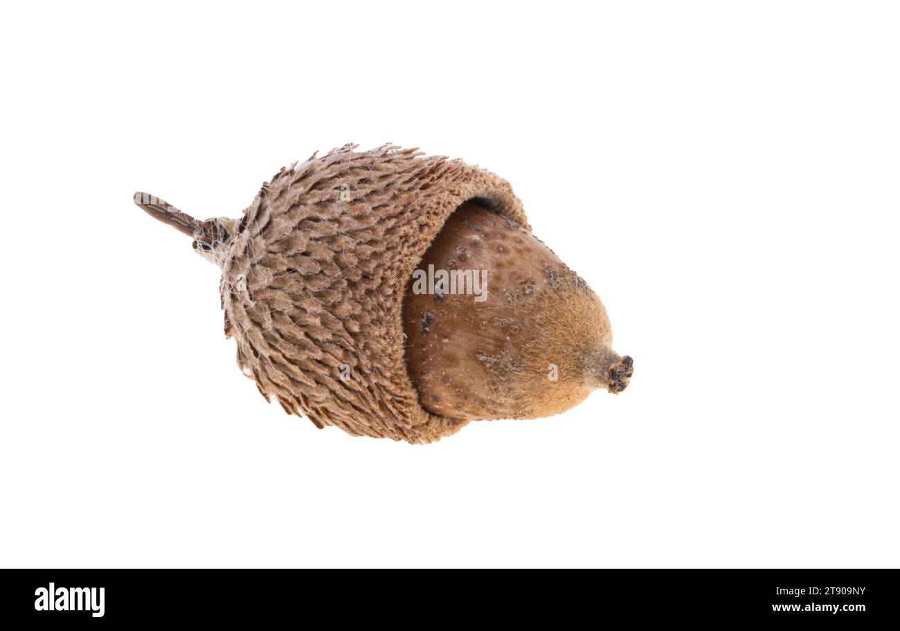 dry acorn isolated on white background Stock Photo - Alamy